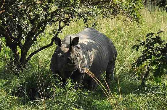 7 Most Exciting Things To Do In Assam- Exploring The Beauty!