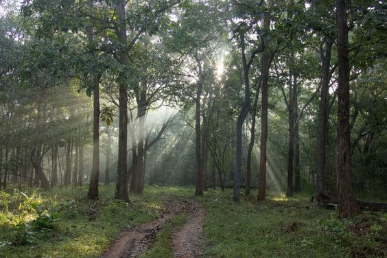 Top 5 Rainforests In India That You Should Visit ASAP!